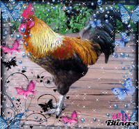 Roosters GIFs - Get the best gif on GIFER