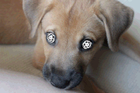 Retrieve GIFs - Get the best gif on GIFER