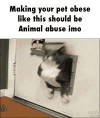 Obese GIFs - Get the best gif on GIFER