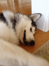 Ruff GIFs - Obtenez le meilleur gif sur GIFER
