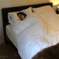 Accurate GIFs - Get the best gif on GIFER