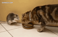 Compilation Gifs Get The Best Gif On Gifer