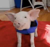 Puerco GIF - Conseguir el mejor gif en GIFER