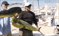 Fisherman GIFs - Get the best gif on GIFER