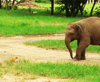 Elephant GIFs - Get the best gif on GIFER