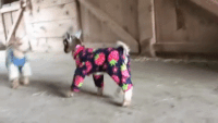 Pajamas GIFs - Get the best gif on GIFER
