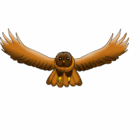 Owls GIFs - Get the best gif on GIFER