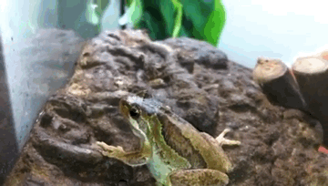 Briwn tree frog GIF - Conseguir o melhor gif em GIFER