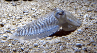 Cuttlefish GIFs - Get the best gif on GIFER