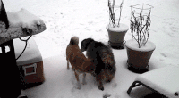 Poop GIFs - Get the best gif on GIFER