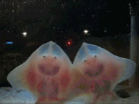 Smiling Stingray Gif