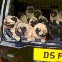 Pug GIFs - Get the best gif on GIFER