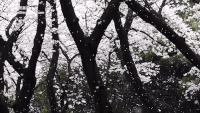 Tokyo GIFs - Get the best gif on GIFER