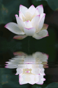 Zen GIFs - Get the best gif on GIFER