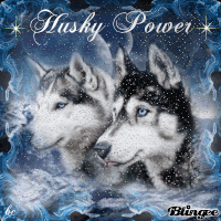 Husky GIFs - Get the best gif on GIFER