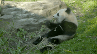 Species GIFs - Get the best gif on GIFER