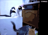 Basel GIFs - Get the best gif on GIFER