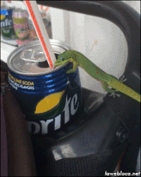 Lizard GIFs - Get the best gif on GIFER