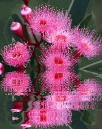 Bouquets GIFs - Get the best gif on GIFER