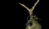 Antenna GIFs - Get the best gif on GIFER