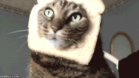 Bread GIFs - Get the best gif on GIFER