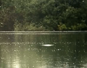 Carp GIFs - Get the best gif on GIFER