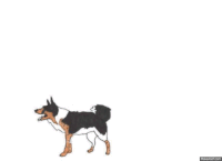 Backflip GIFs - Get the best gif on GIFER