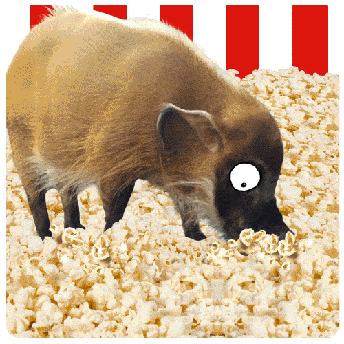 Red river hog GIF - Conseguir o melhor gif em GIFER