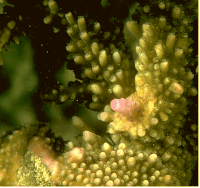 Coral GIFs - Get the best gif on GIFER