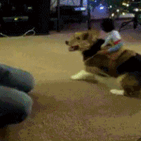Rodeo GIFs - Get the best gif on GIFER