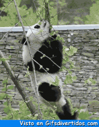 Panda GIFs - Get the best gif on GIFER
