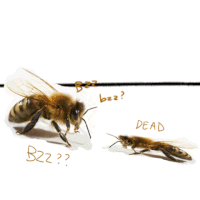 Abeja GIFs - Get the best gif on GIFER