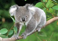 Coala GIFs - Get the best gif on GIFER