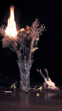 Baroque GIFs - Get the best gif on GIFER