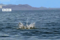 Flaps GIFs - Get the best gif on GIFER