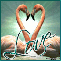 Flamingo GIFs - Get the best gif on GIFER