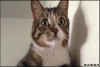 Stares GIFs - Get the best gif on GIFER