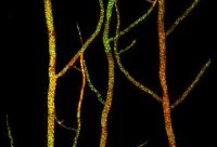 Fungi GIFs - Get the best gif on GIFER