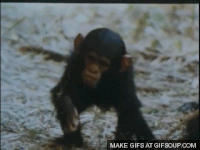 Chimp GIFs - Get the best gif on GIFER
