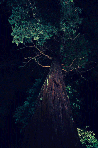 Arbol GIFs - Get the best gif on GIFER