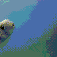 Puffer fish GIFs - Get the best gif on GIFER