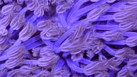 Coral GIFs - Get the best gif on GIFER