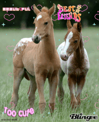 Foal GIFs - Get the best gif on GIFER