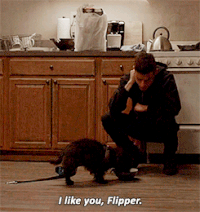 Flipper GIFs - Get the best gif on GIFER