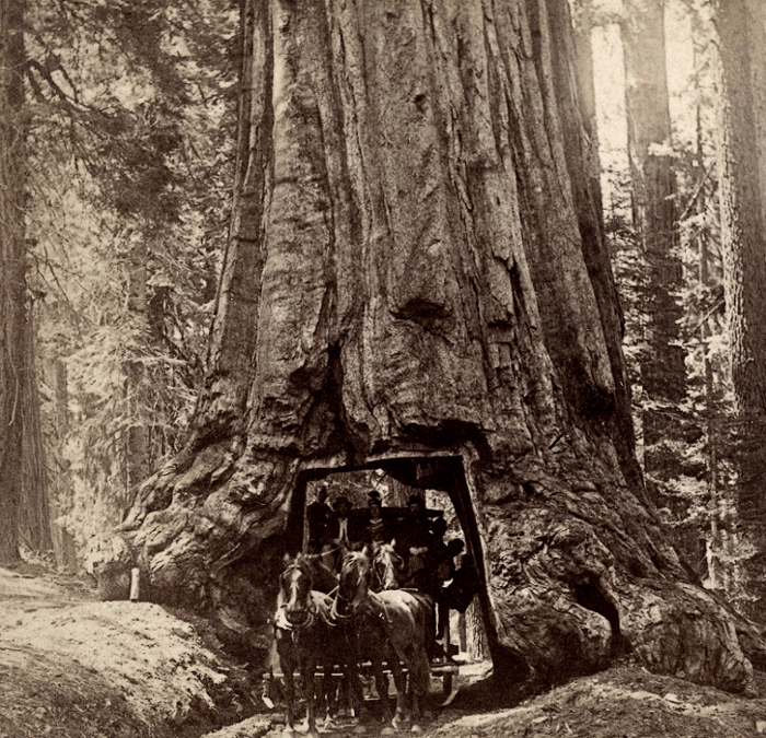 Giant sequoia GIF - Conseguir o melhor gif em GIFER