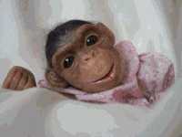 Chimpanzee GIFs - Get the best gif on GIFER