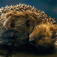 Dozen GIFs - Get the best gif on GIFER