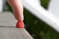 Raspberries GIFs - Get the best gif on GIFER