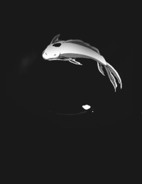 Sumo wrestler GIFs - Get the best gif on GIFER