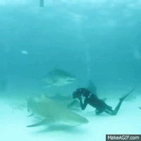 Chomping GIFs - Get the best gif on GIFER